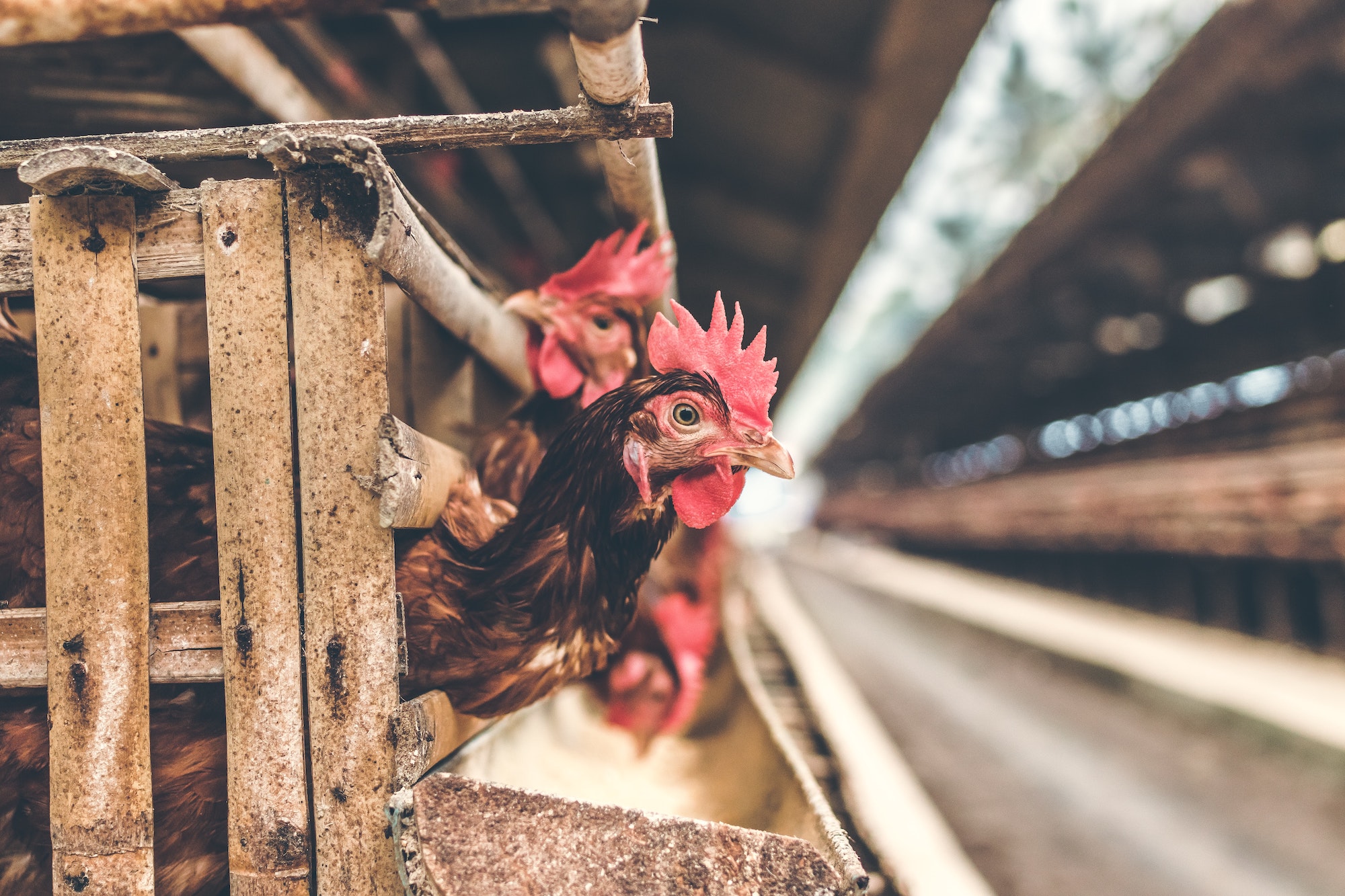 Chicken as a Commodity: Why Exchanges don't offer Options and Futures